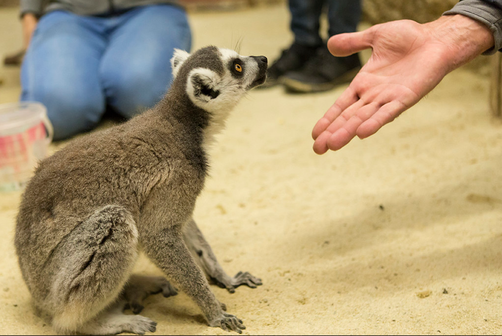 Zoo Linz: Besucherrekord zum 40. Jubiläum